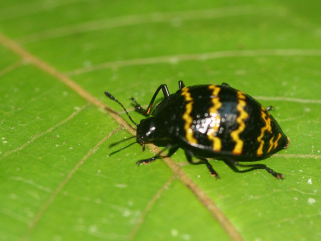 Can You Guess What These 17 Bizarrely Named Animals Are Actually Called ...