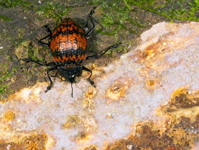 Can You Guess What These 17 Bizarrely Named Animals Are Actually Called ...