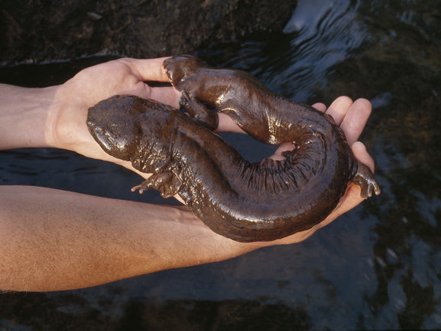 Can You Guess What These 17 Bizarrely Named Animals Are Actually Called ...