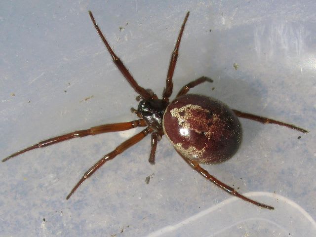 How Much Do You Know About Spiders? | Playbuzz