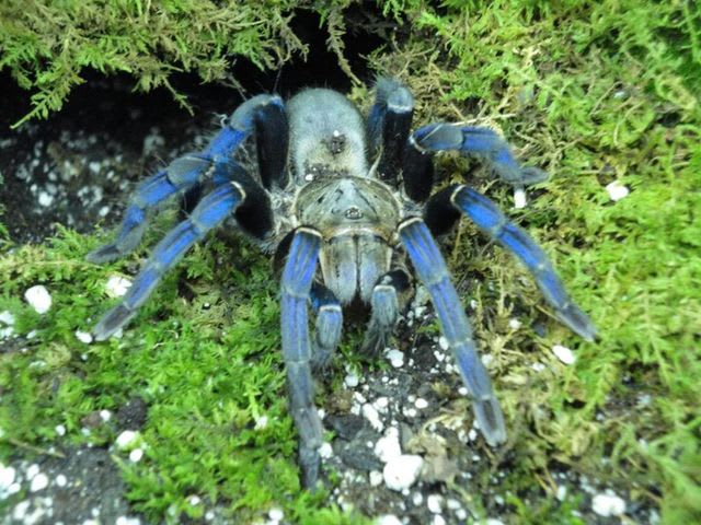 How Much Do You Know About Spiders? | Playbuzz