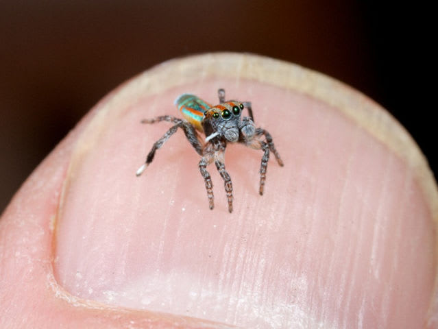 How Much Do You Know About Spiders? | Playbuzz