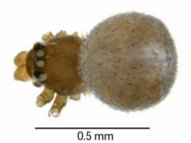 How Much Do You Know About Spiders? | Playbuzz