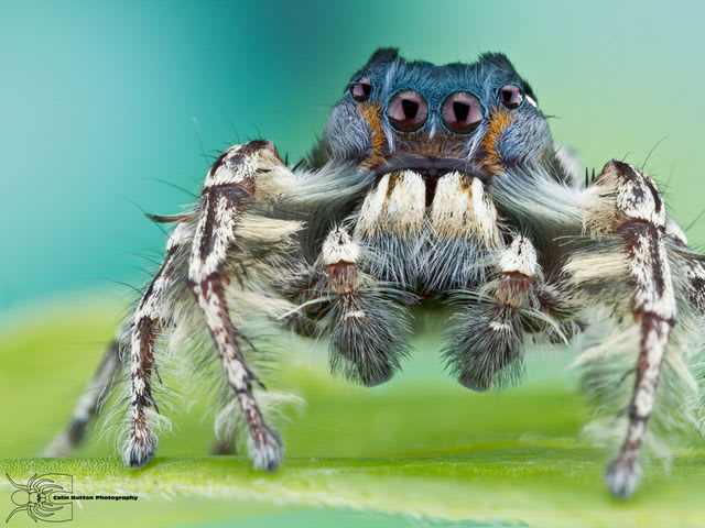 How Much Do You Know About Spiders? | Playbuzz