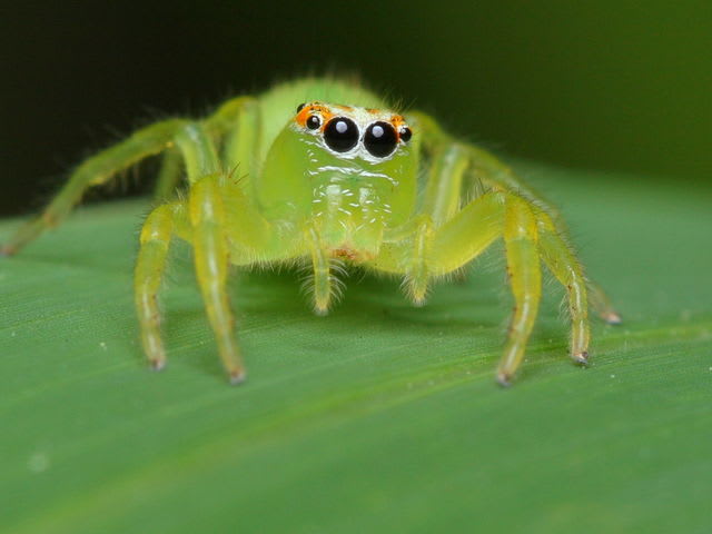 How Much Do You Know About Spiders? | Playbuzz