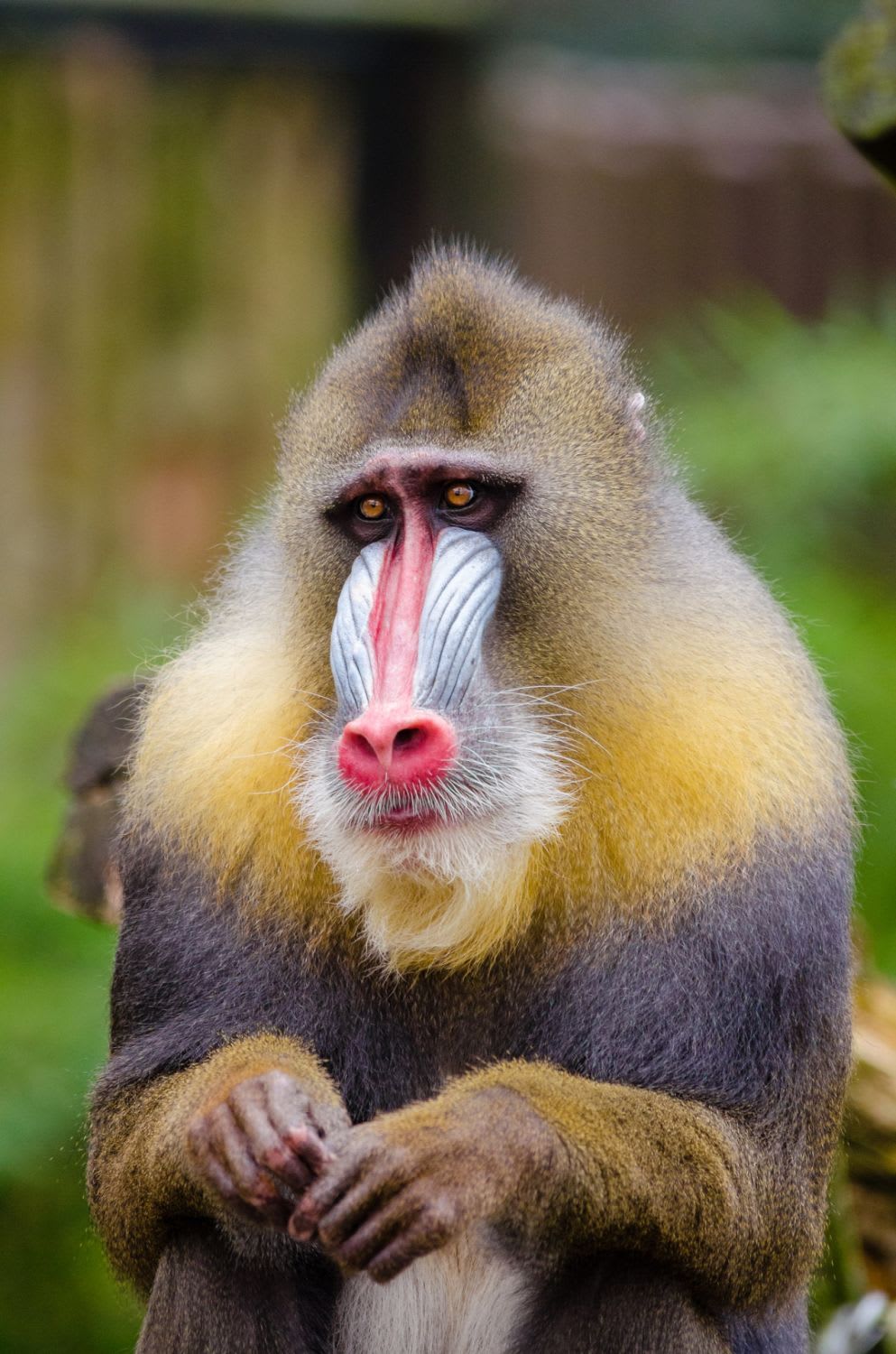 baboon colourful face