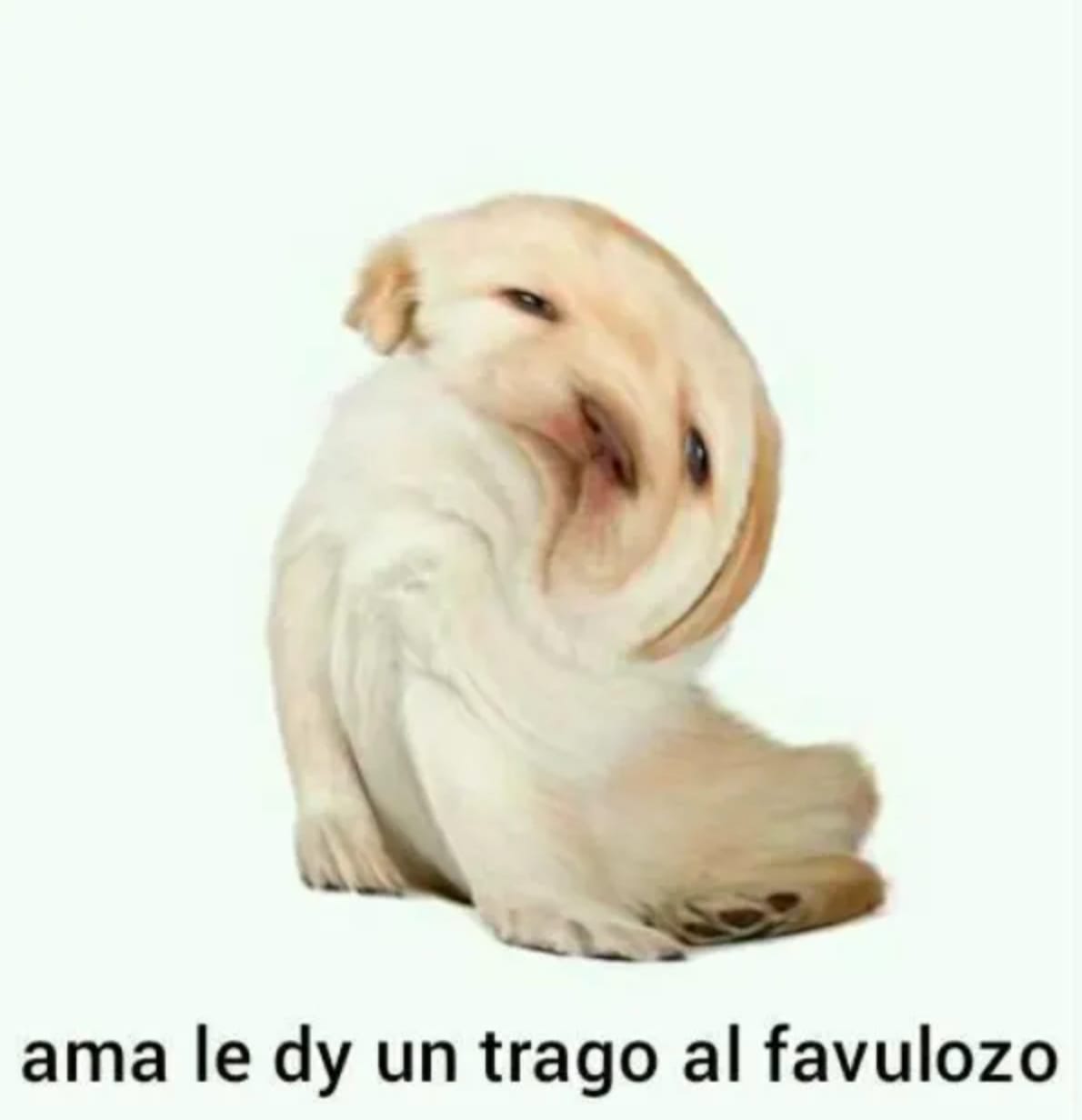 Memes Del Perrito Chihuahua