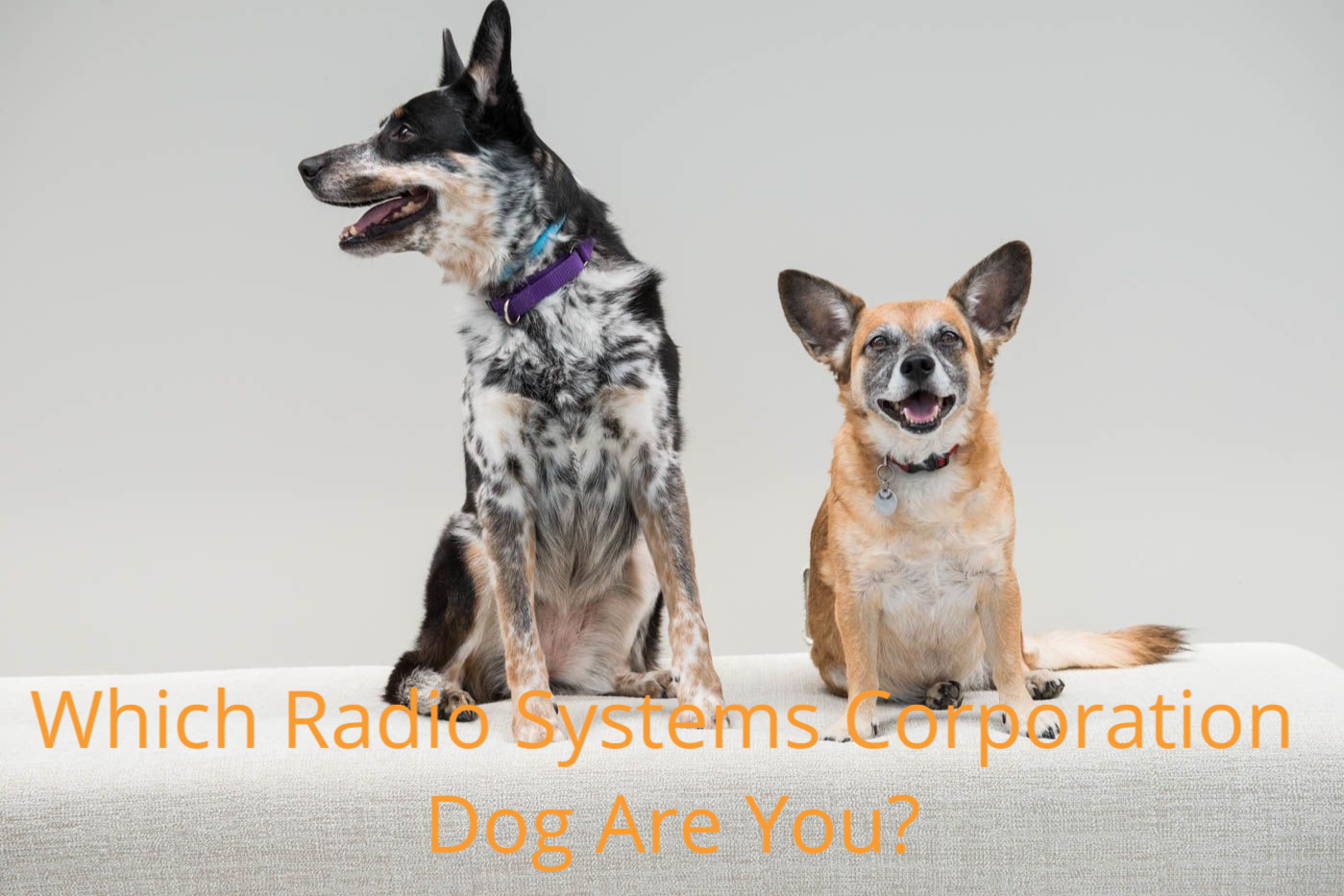 Which Radio Systems Corporation™ Dog Are You?
